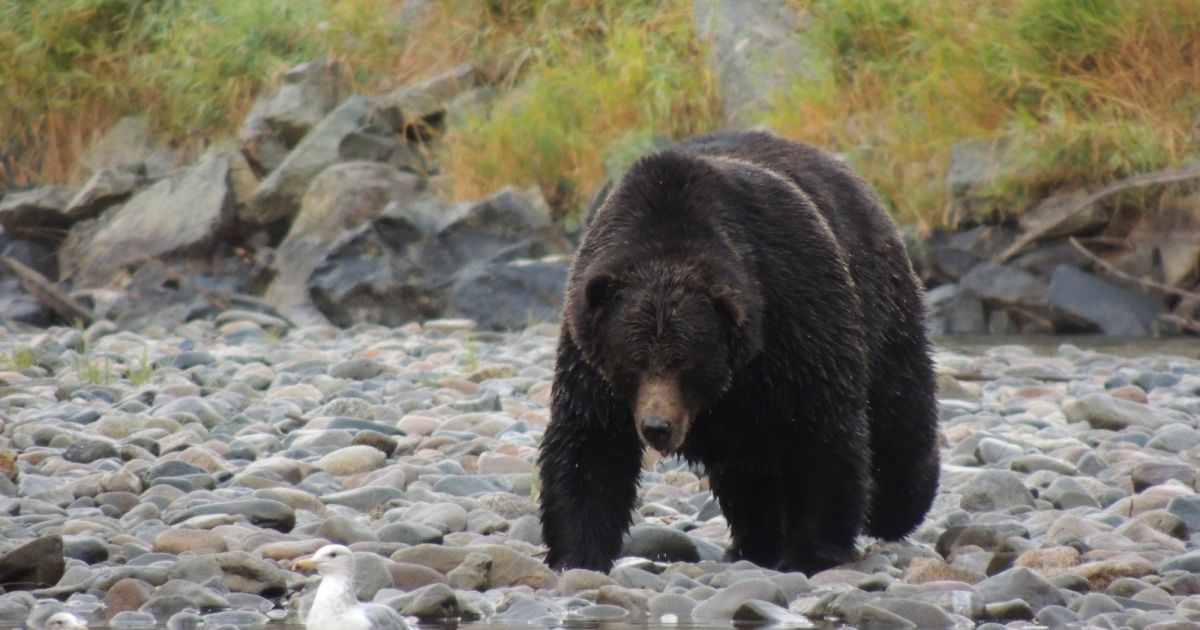 Kynoch Adventures Wilderness Tours Bear Watching Bella Coola bc Canada